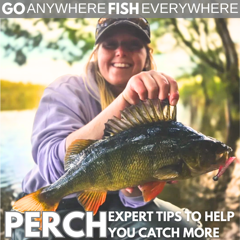 Perch Fishing Guide: Tips, Baits & Tactics for UK Anglers