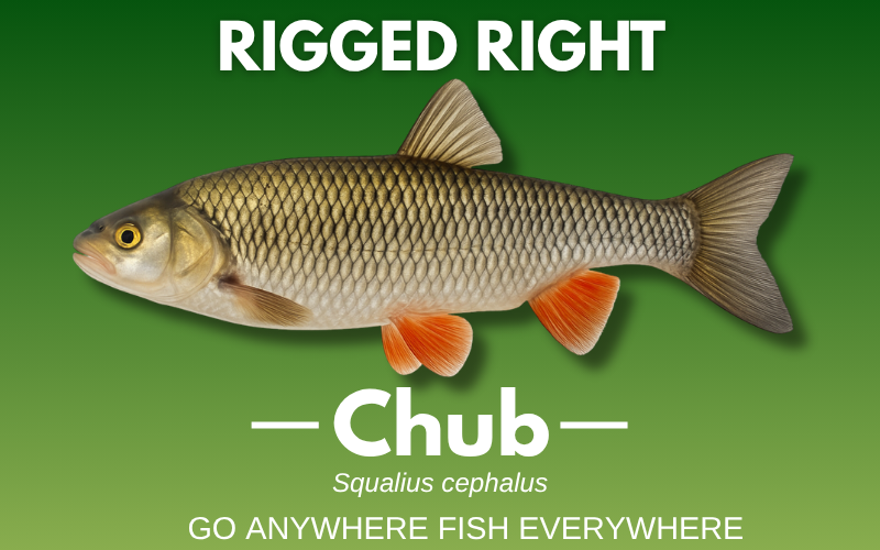 Rigged Right: Chub Fishing Tips, Rigs & Seasonal Bait Guide